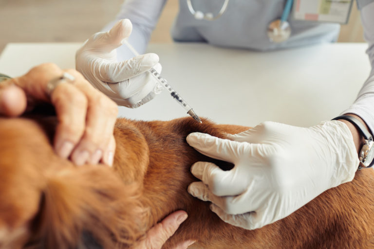 Platelet-Rich Plasma (PRP) Therapy for Pets in Parma, OH | Kentown ...